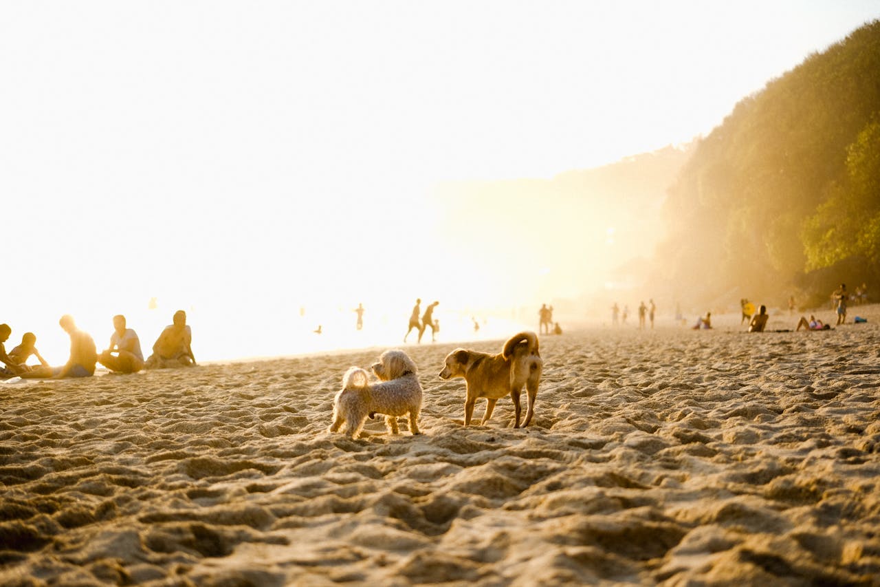 The Best Dog-Friendly Beaches to Visit This Summer in the UK – DigDrum